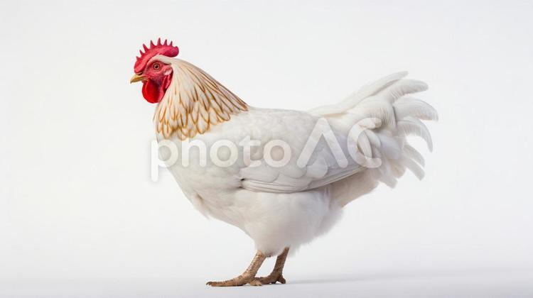 ニワトリ② - No: 27777486｜写真素材なら「写真AC」無料（フリー）ダウンロードOK