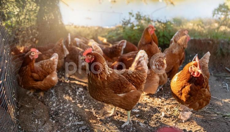 自然にいるニワトリ - No: 31330656｜写真素材なら「写真AC」無料（フリー）ダウンロードOK