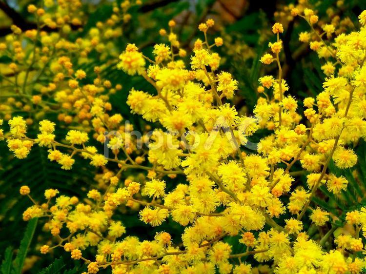 ミモザ - No: 948400｜写真素材なら「写真AC」無料（フリー）ダウンロードOK