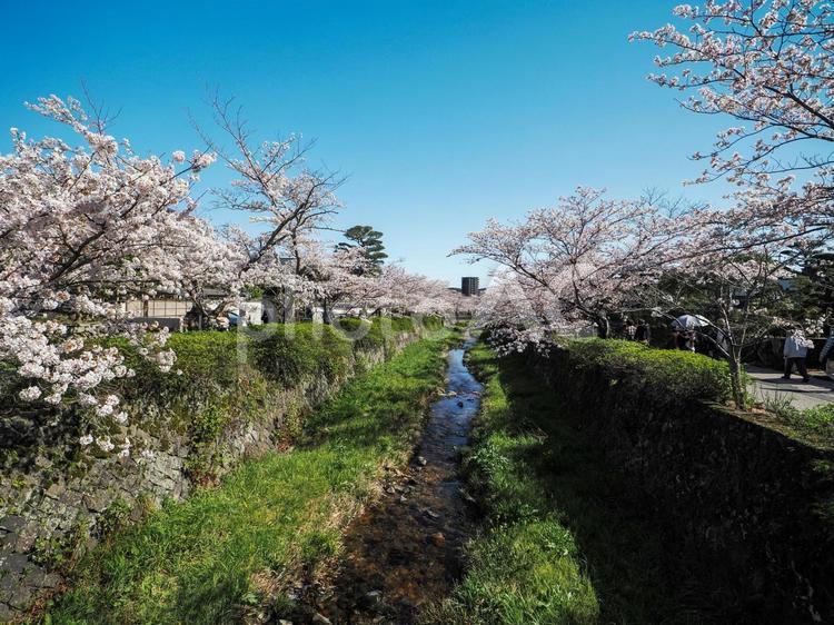 椹野川沿いに咲く桜の花 No 24492040｜写真素材なら「写真ac」無料（フリー）ダウンロードok