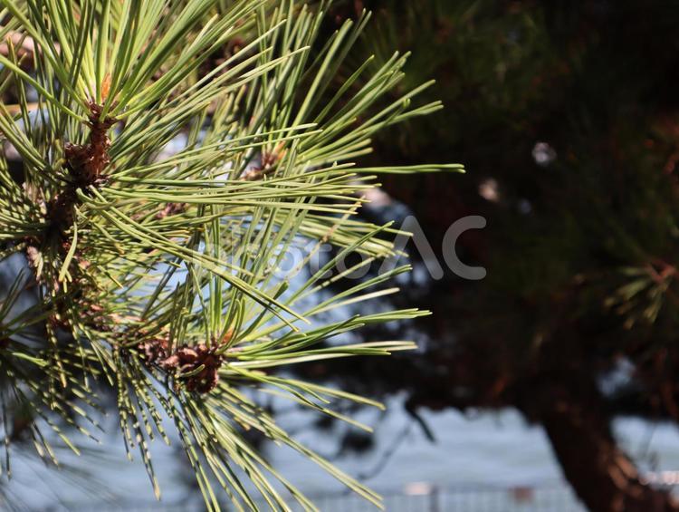 松の木 20220904 (3) - No: 25279984｜写真素材なら「写真AC」無料（フリー）ダウンロードOK