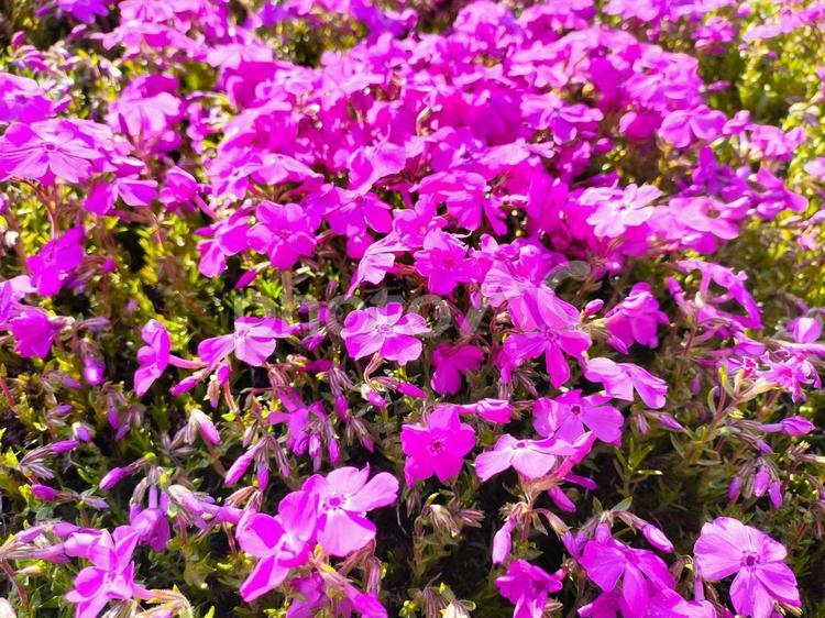 ピンクの花 - No: 26251025｜写真素材なら「写真AC」無料（フリー）ダウンロードOK