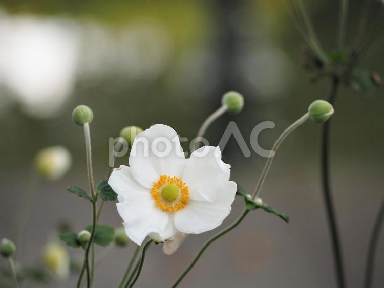秋の花 シュウメイギク 白い花② No 27744598|写真素材なら「写真ac」無料(フリー)ダウンロードok