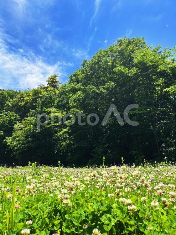 爽やかな新緑と青空の風景 No 26398132|写真素材なら「写真ac」無料(フリー)ダウンロードok