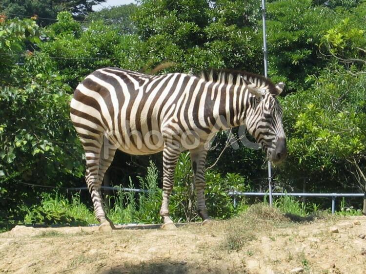 しまうま - No: 723831｜写真素材なら「写真AC」無料（フリー）ダウンロードOK