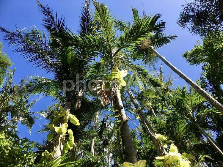 ジャングル 空 - No: 2797317｜写真素材なら「写真AC」無料（フリー）ダウンロードOK
