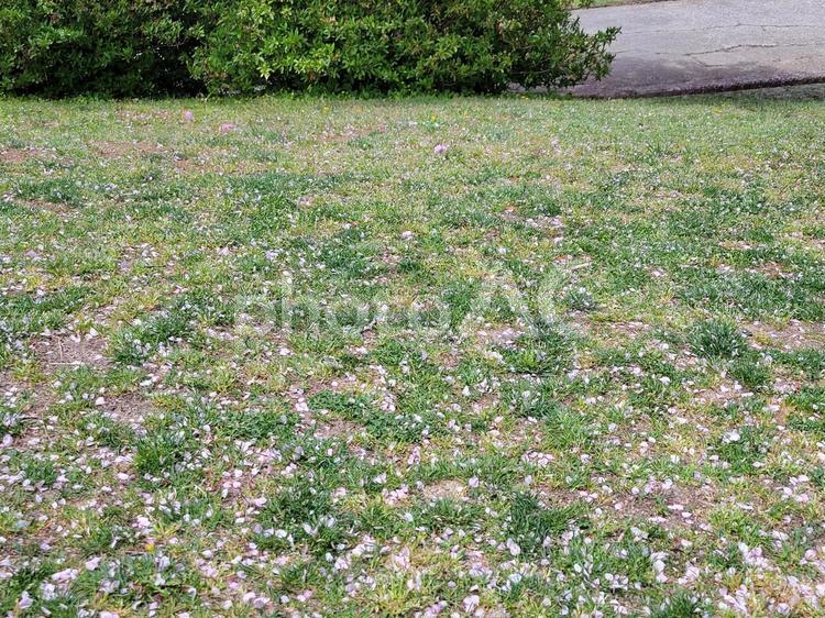 落ちた桜の花びら 202204 (2) - No: 23872007｜写真素材なら「写真AC」無料（フリー）ダウンロードOK