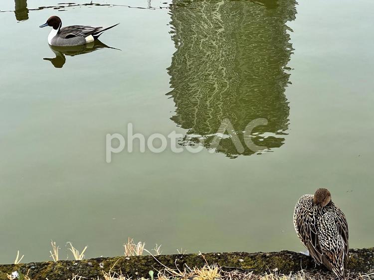 上野恩賜公園 不忍池 鳥 - No: 32140129｜写真素材なら「写真AC」無料（フリー）ダウンロードOK